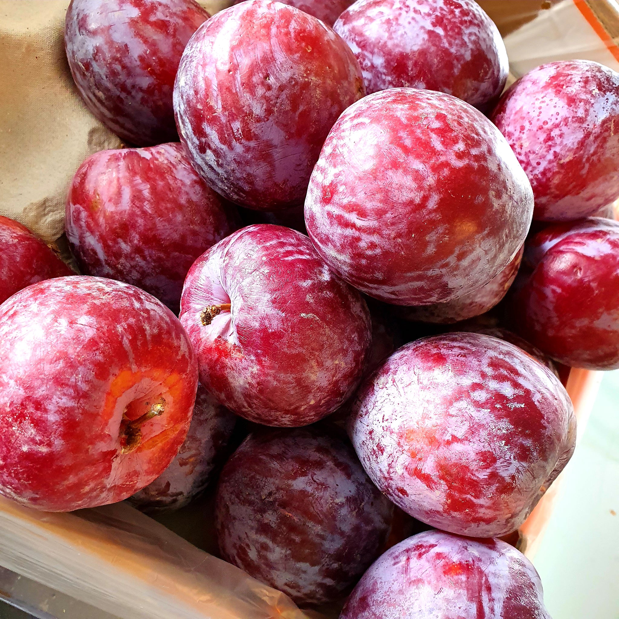 Fresh Plums - 4 pack – Armstrong Country Foods